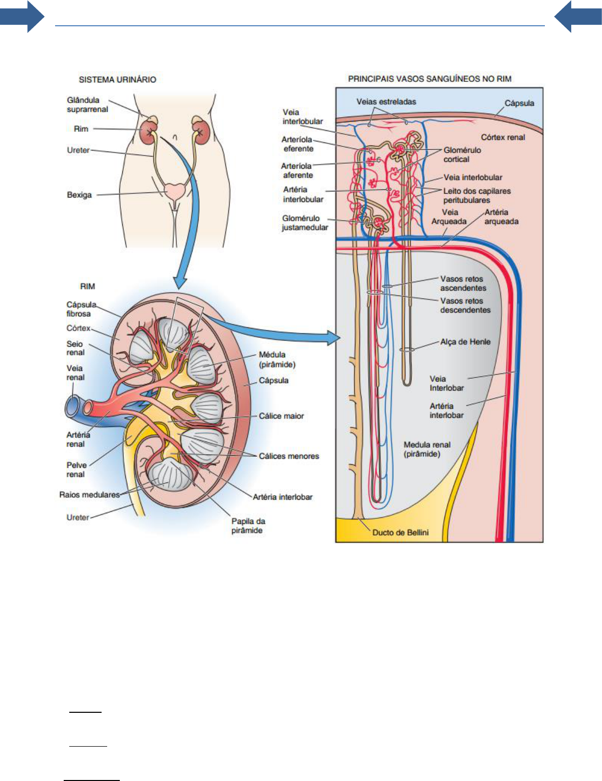 Canais De Fisiologia Do Nefron Resumo Sobre Os 3 Grandes Aspectos Da