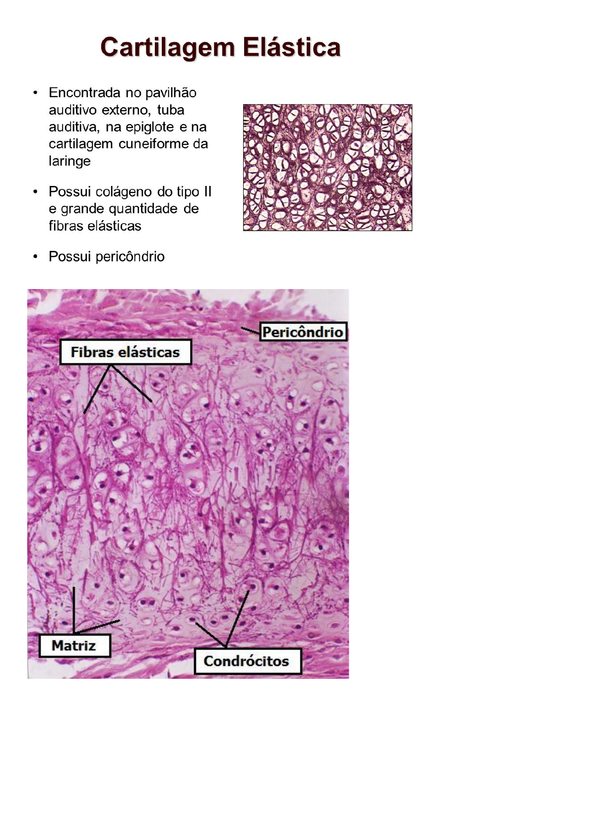 Epiglote De Cartilagem Elastica Comparando E Aprendendo!: 2015 09 27