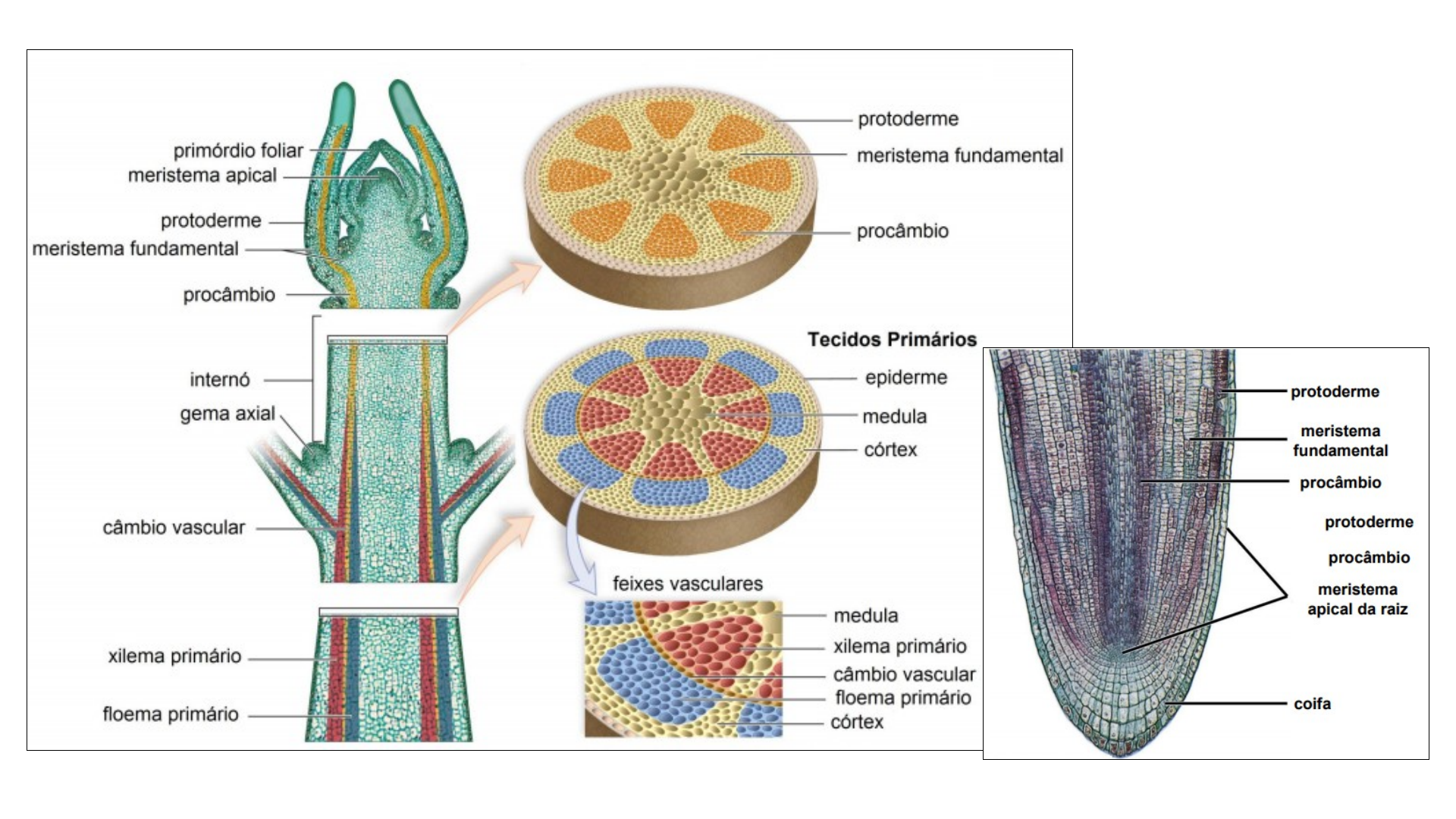Meristema Intercalar Nomeação Tradicional Das Principais Partes Que