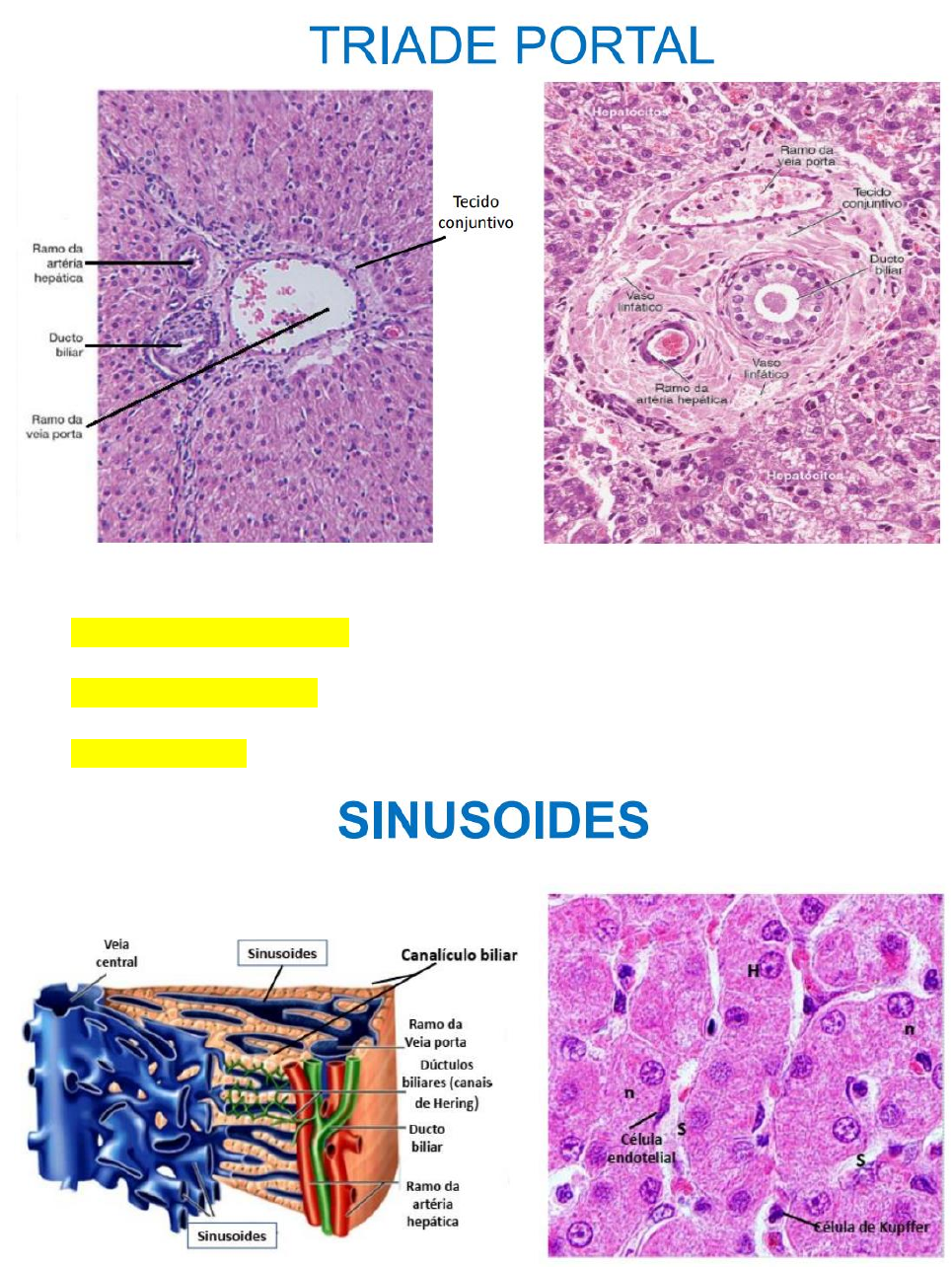Histologia Da Veia Porta Hepatica