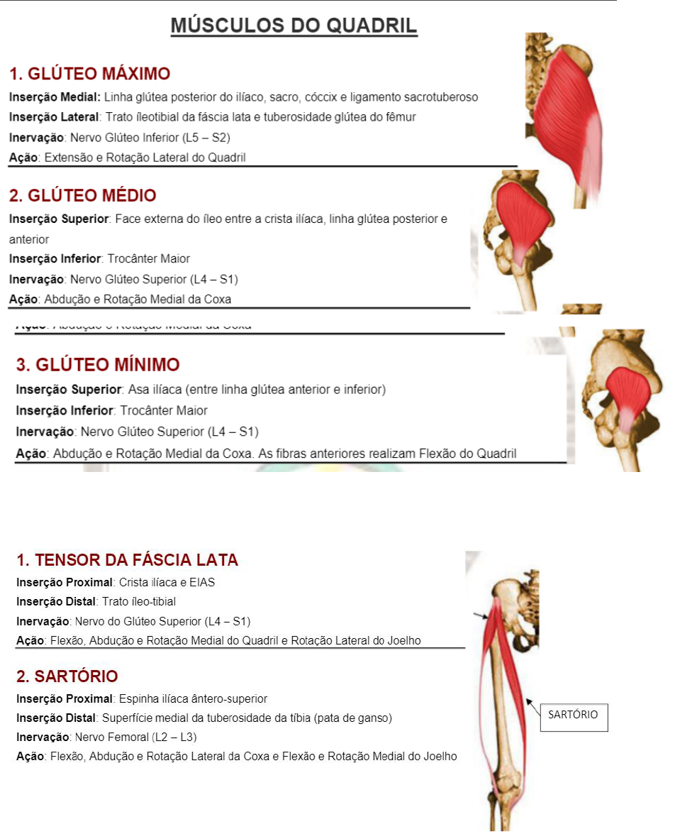 Origem E Insercao Do Musculo Reto Femoral Quadríceps Femoral: Origem,
