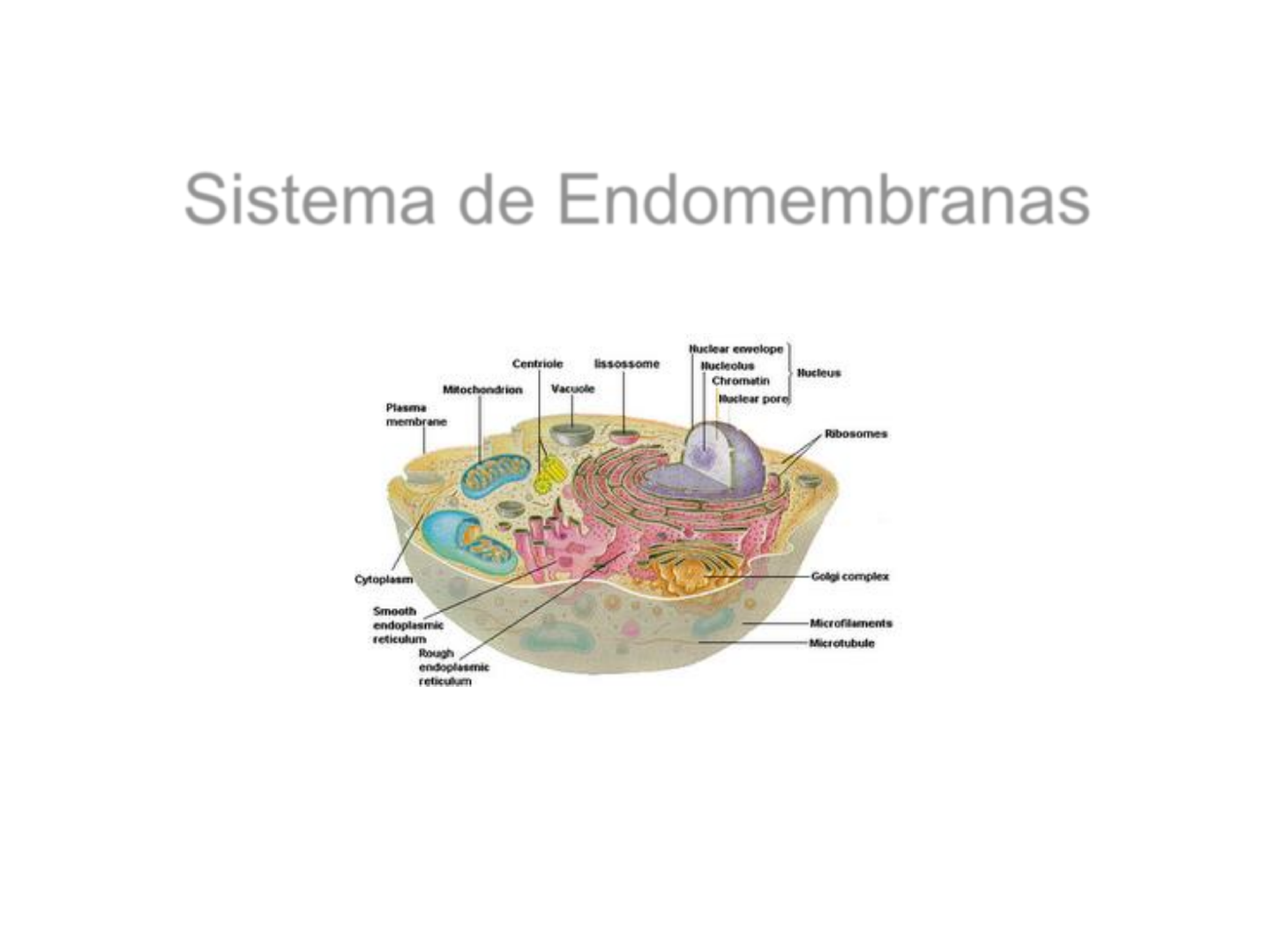 Sistema De Endomembranas SISTEMA DE ENDOMEMBRANAS