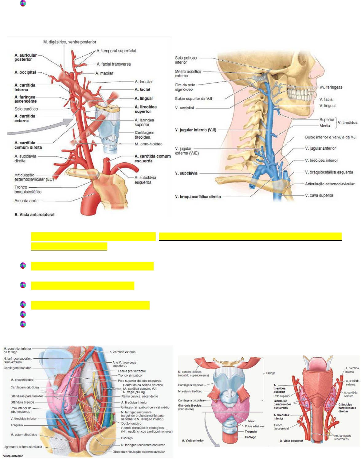 Anatomia E Fisiologia Da Glandula Tireoide