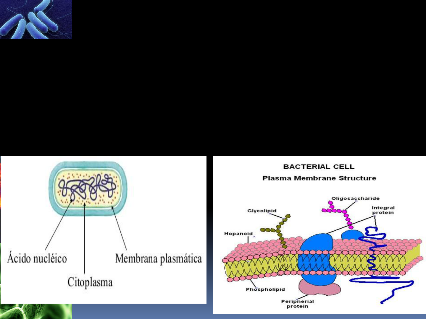 AULA 4 Fisiologia e Metabolismo Microbiano - Microbiologia