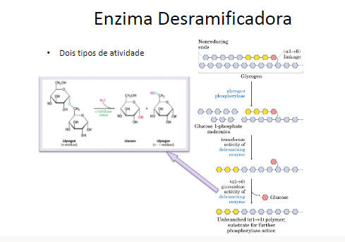 Enzima Desramificadora Da Glicogenolise