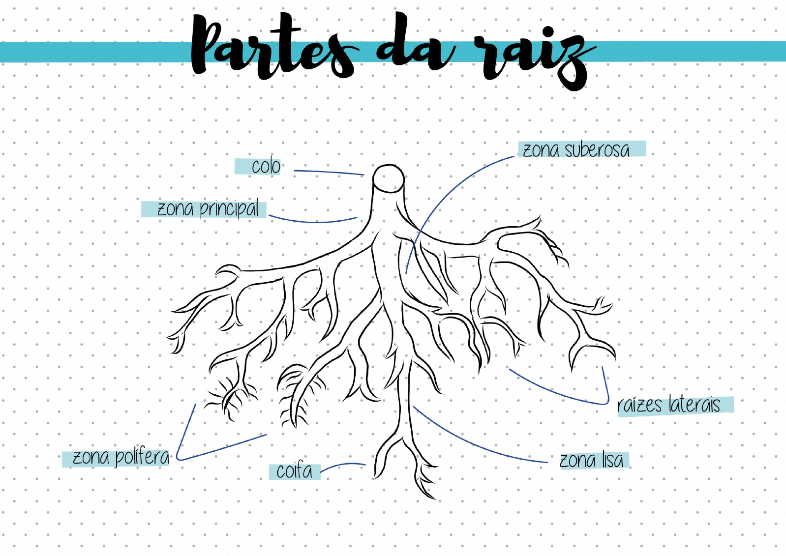 Partes da raiz - Botânica