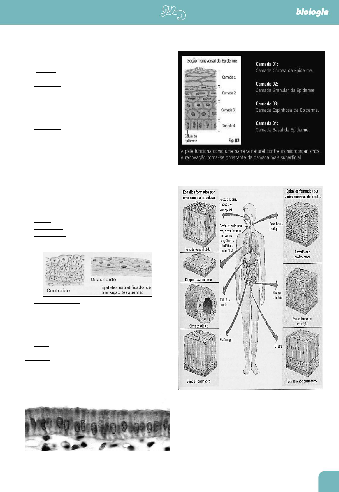 01-epitelial2016-08-0487030070 - Biologia