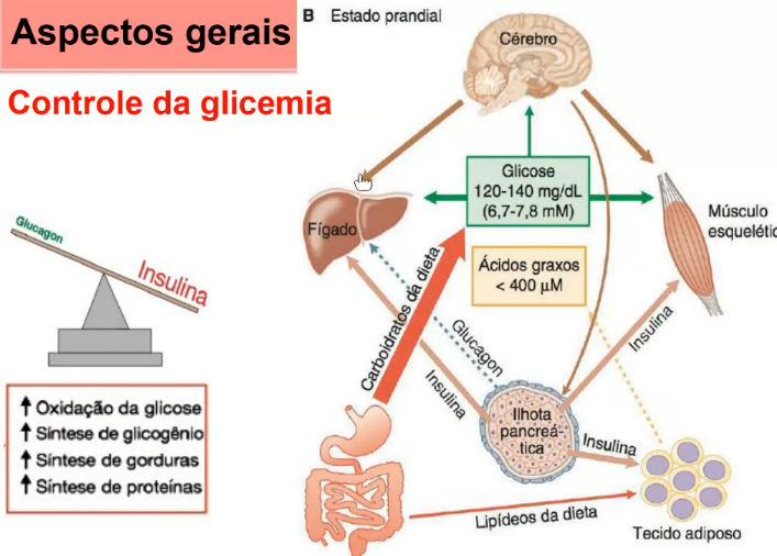 MAPA MENTAL - CONTROLE DA GLICEMIA - Farmacologia e Terapêutica