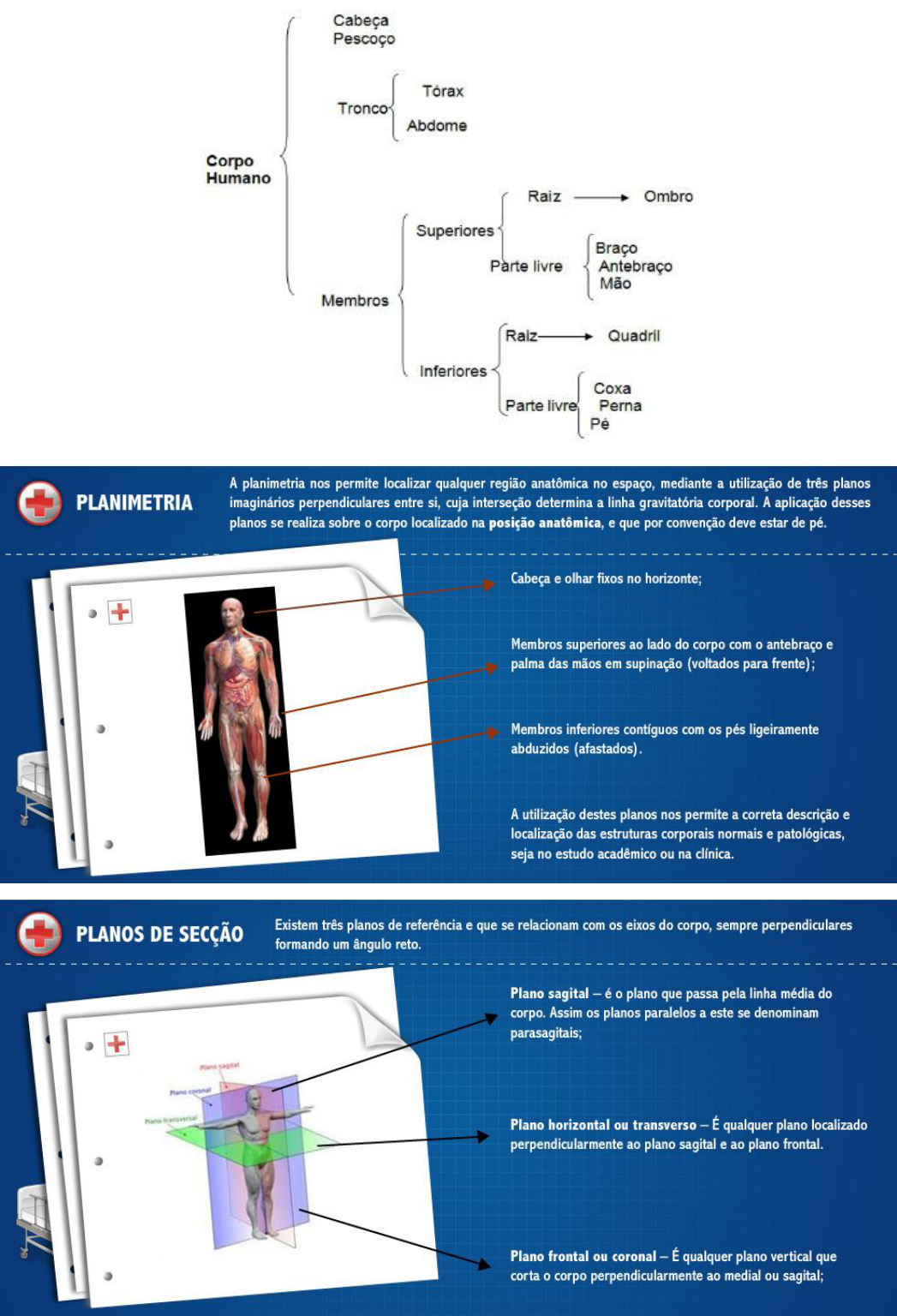 Aula 1 Termos Anatomicos - Anatomia Sistêmica