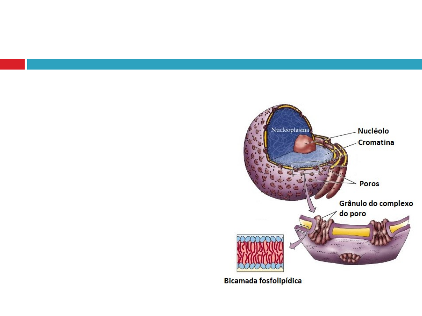 Nucleoplasma Resumo Núcleo Celular. A Estrutura Do Núcleo Celular