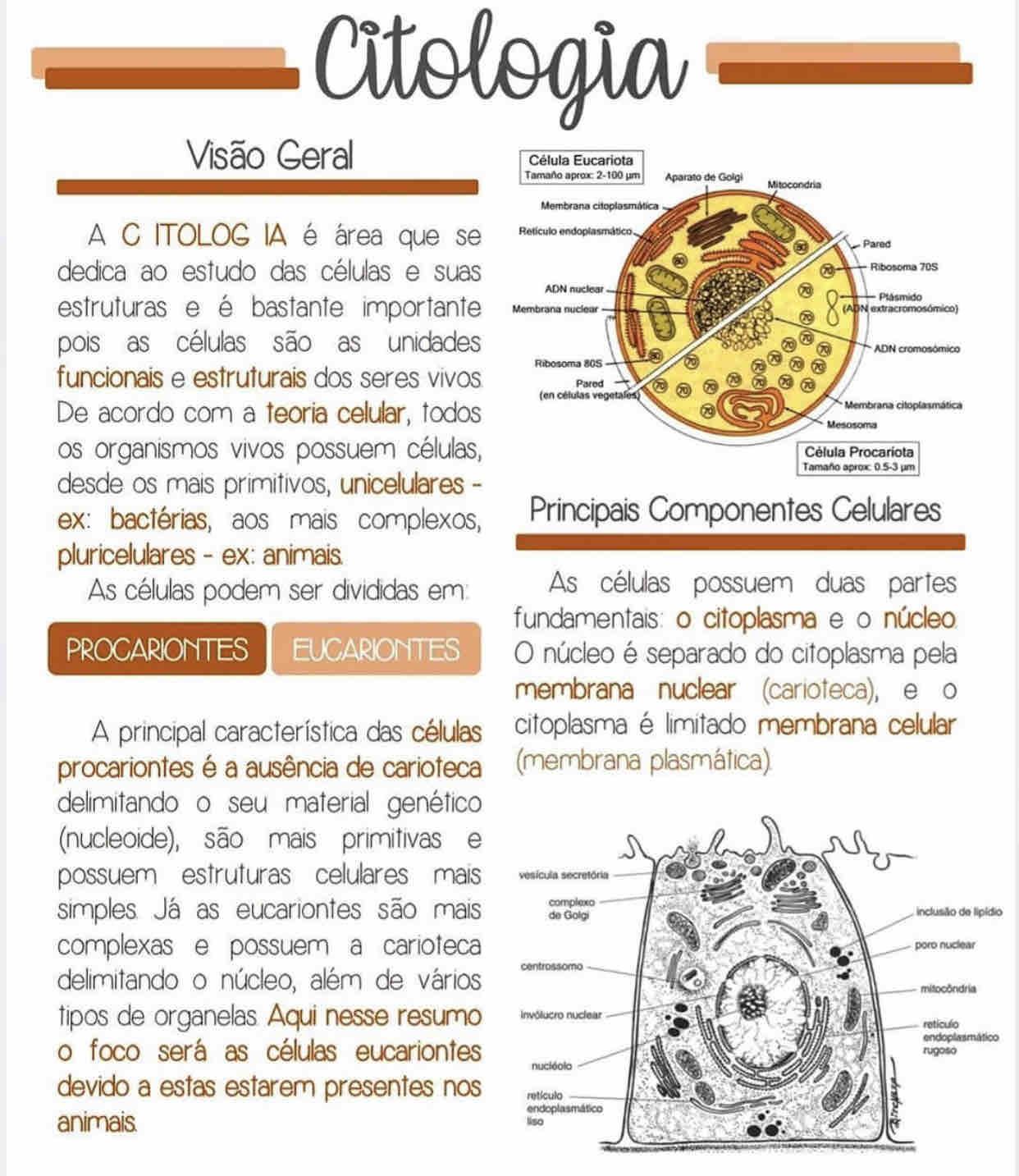 Citologia resumo - Citologia Veterinária