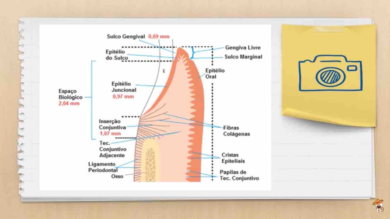 Anatomia microscópica da gengiva - Periodontia
