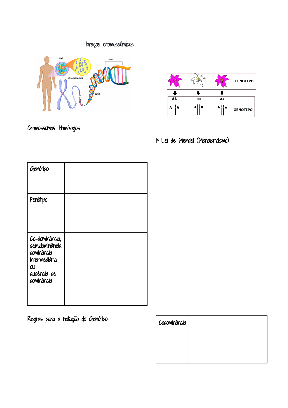 Diagrama De Cromossomos Homologos