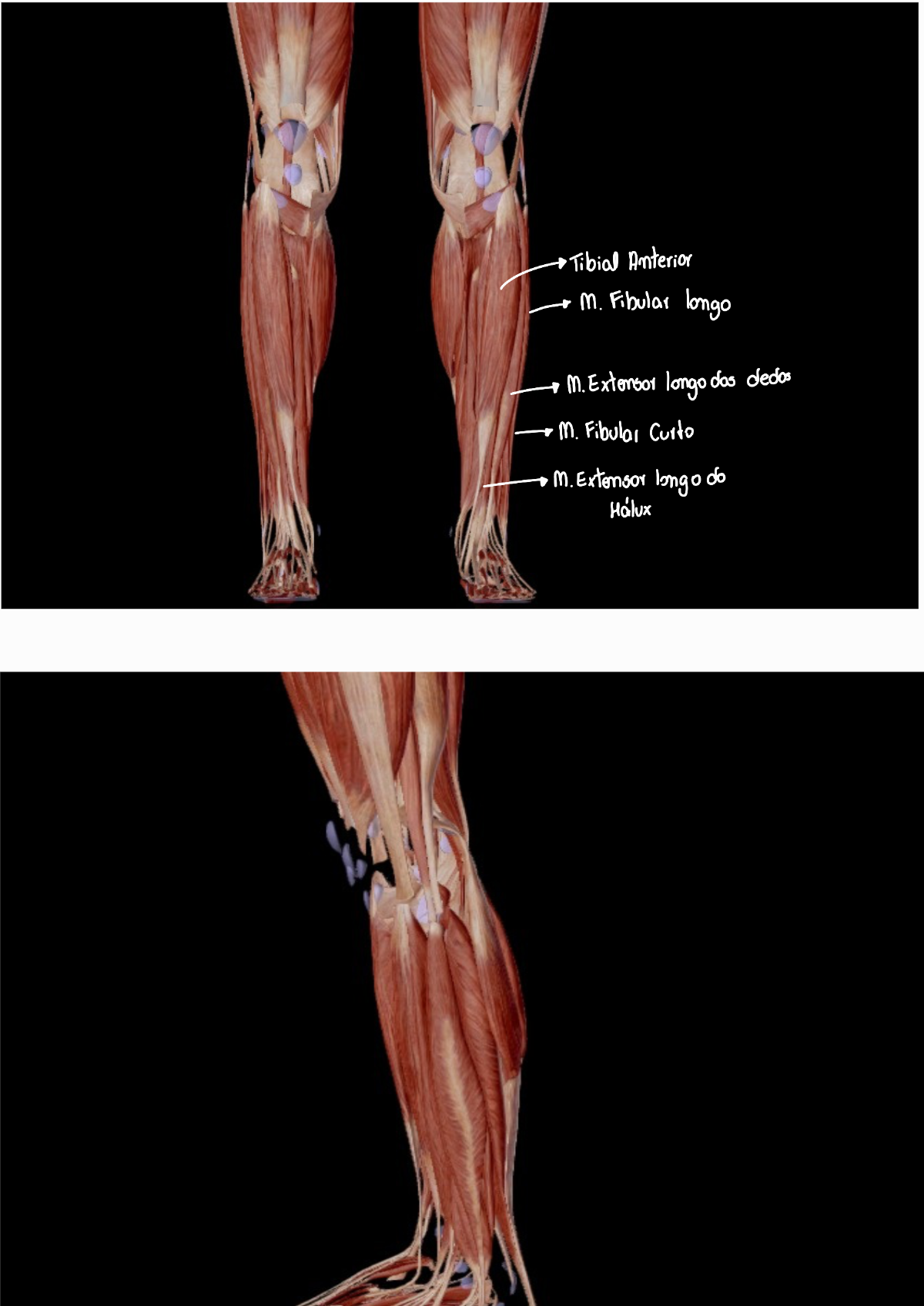 Anatomia dos Músculos dos Membros Inferiores - Sistemas Orgânicos ...