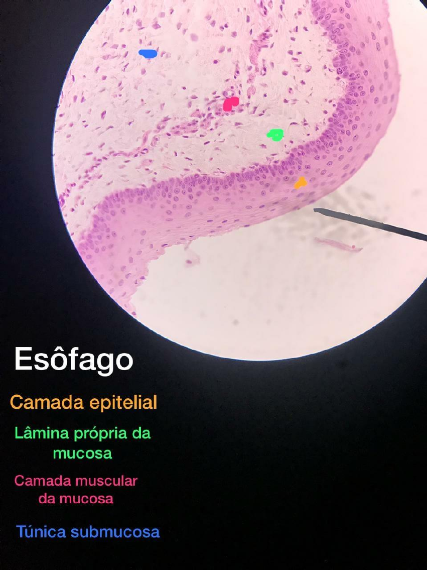 LÂMINAS HISTOLÓGICAS - ESOFAGO - Histologia Veterinária