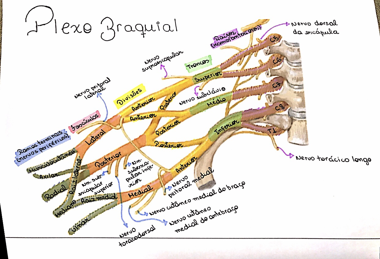 Desenho Do Plexo Braquial - RETOEDU