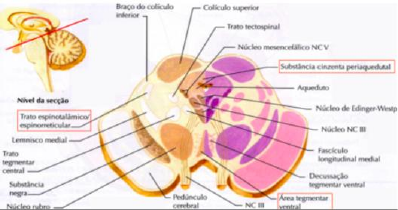 Medula De Formacao Reticular
