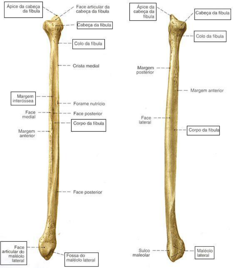 figura dos ossos com os nomes 1 - Anatomia I