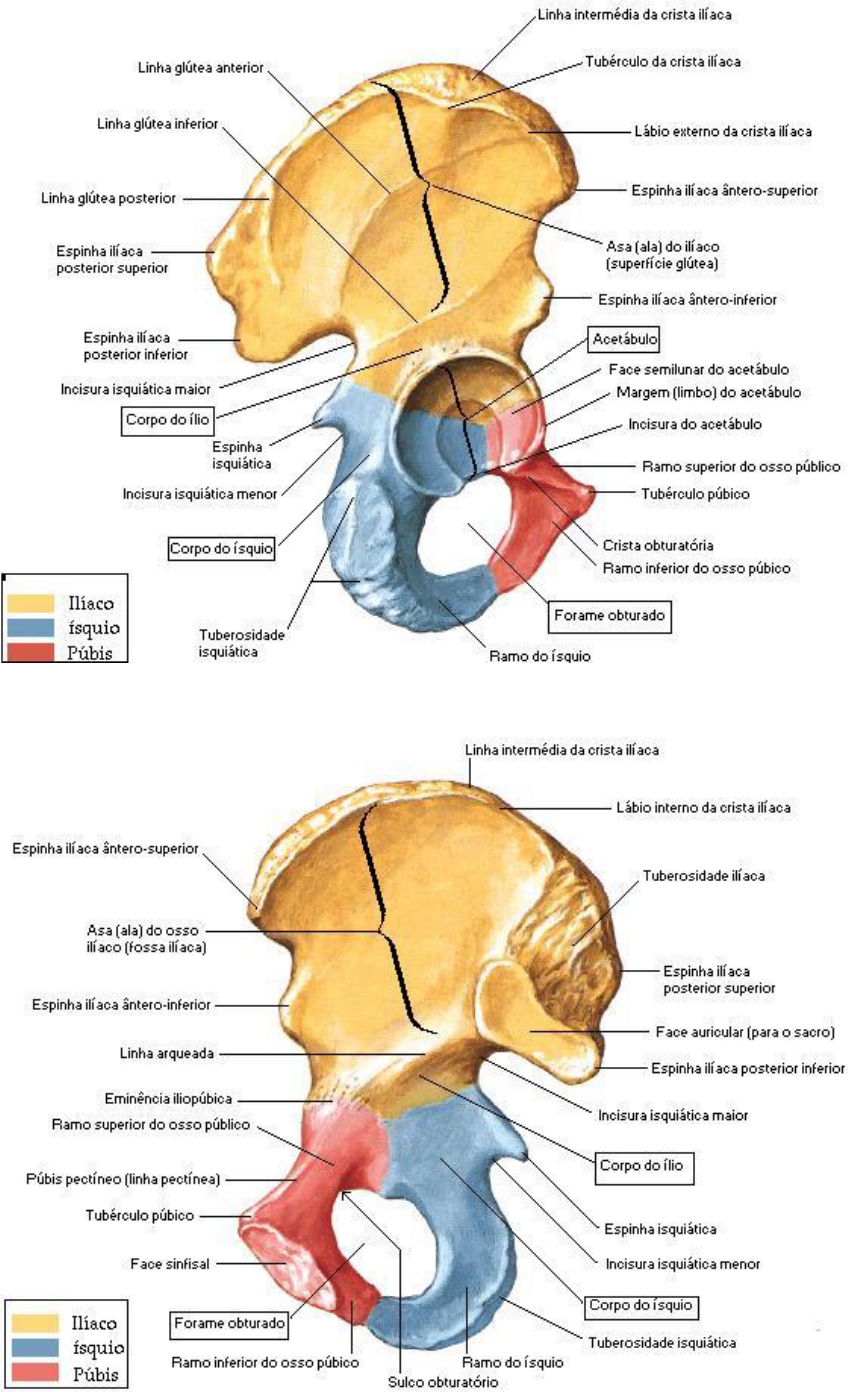 figura dos ossos com os nomes 1 - Anatomia I
