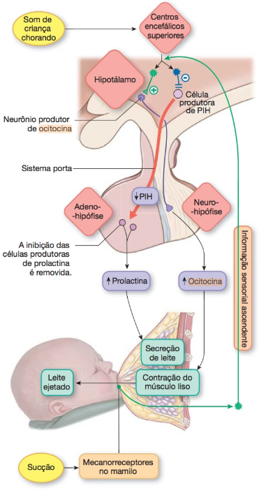 Ocitocina e Lactação- Foto - Fisiologia I
