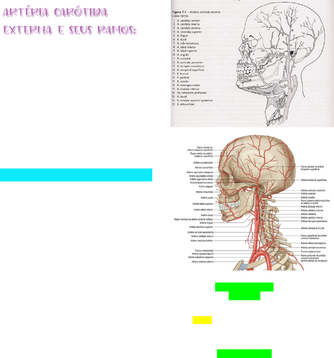 Anatomia Dos Ramos Da Arteria Carotida Interna VASCULARIZAÇÃO