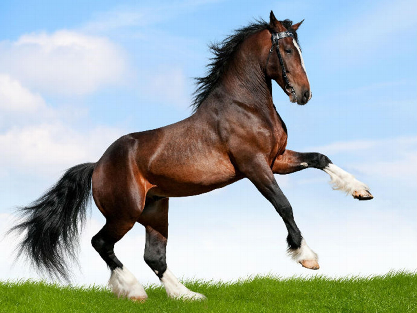 Atlas Musculatura de Equinos - Anatomia dos Animais Domesticos