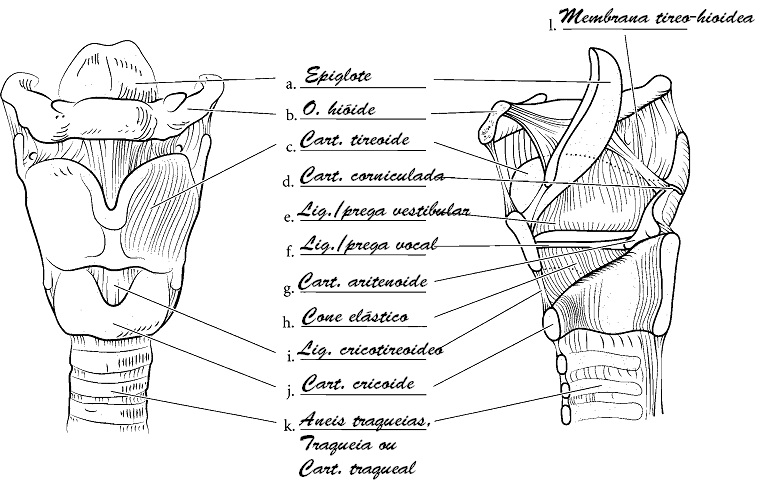 Laringe o Que é, Anatomia, Características e Funções - Manual do☪ ...