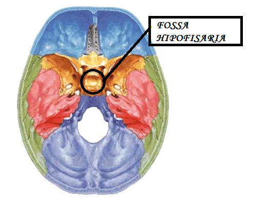 cranio(fossa media) - Anatomia do Aparelho Locomotor