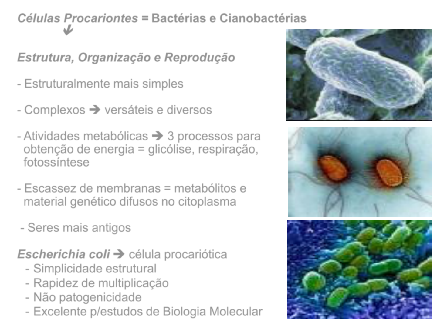 2019 Células Seres Procariontes - Biologia