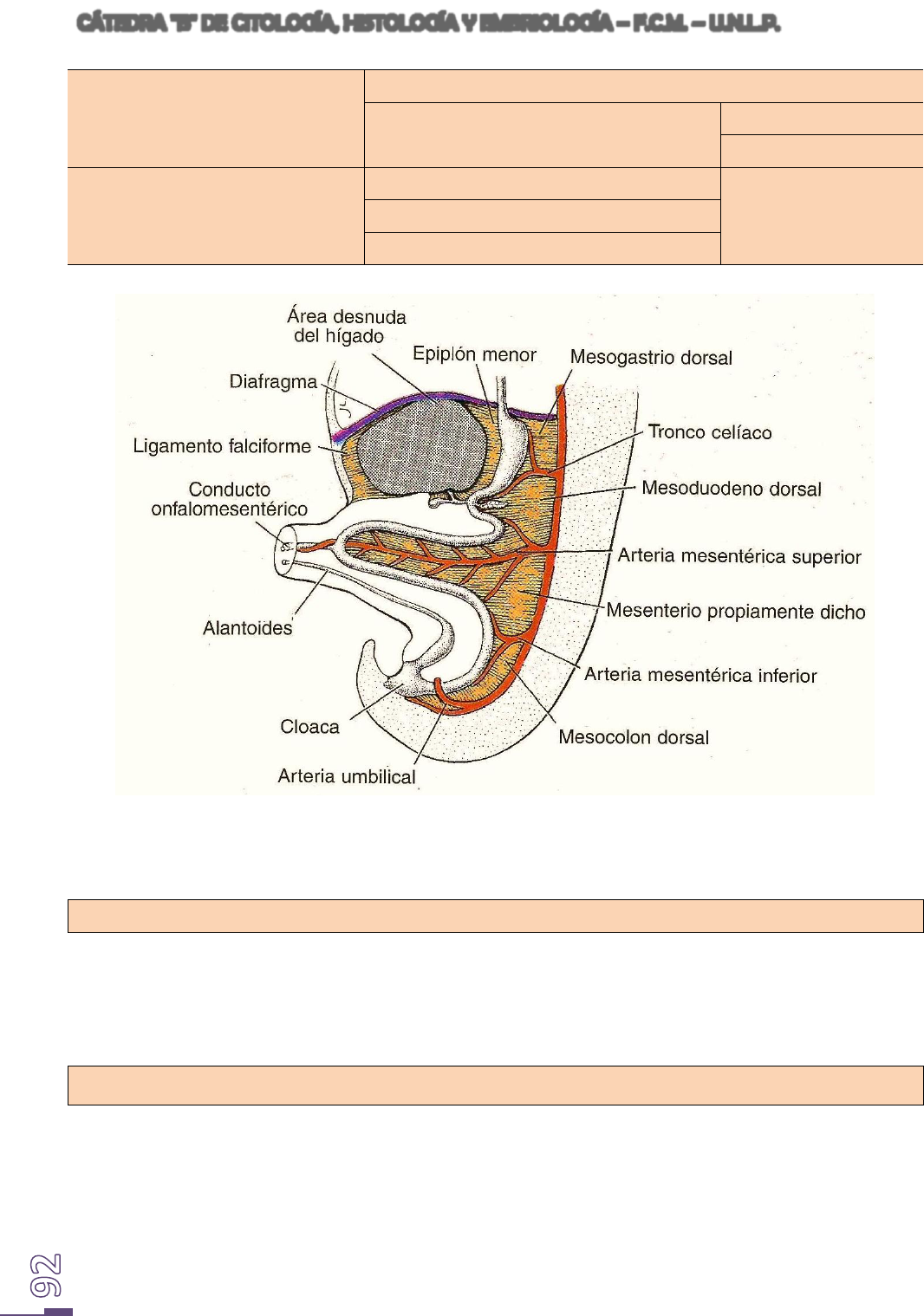 E12 - TUBO ESOFAGO-GASTRO-INTESTINAL 2017 91-98 WEB - Embriologia