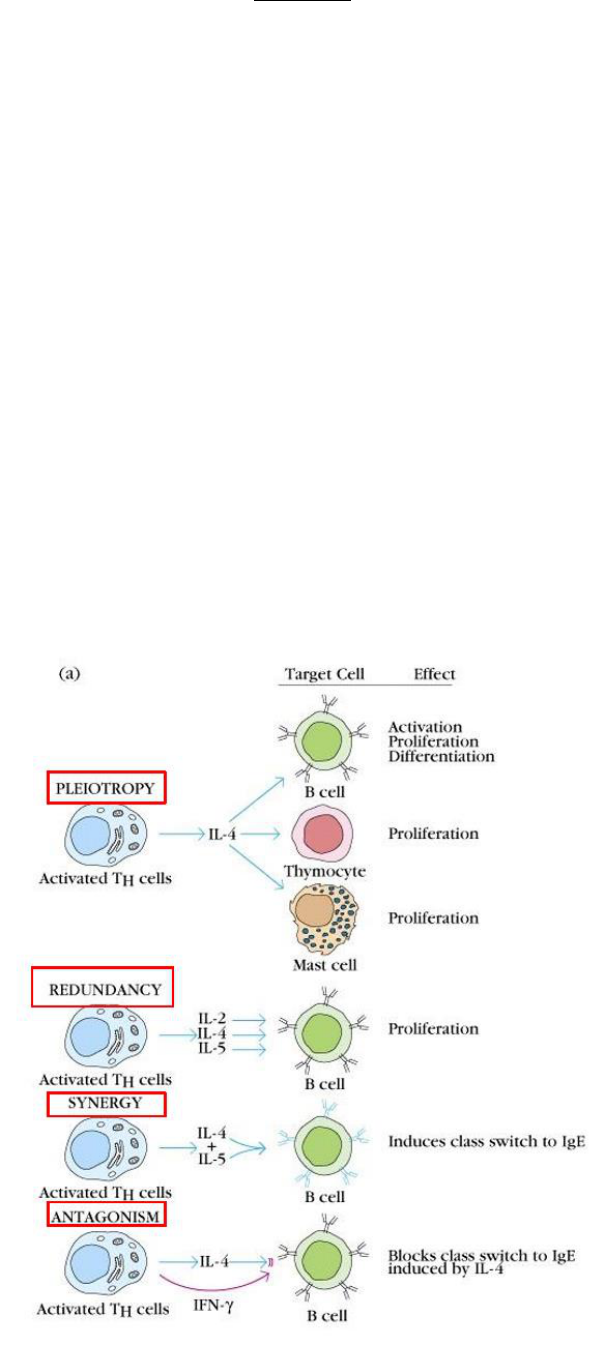 CITOCINAS - Imunologia