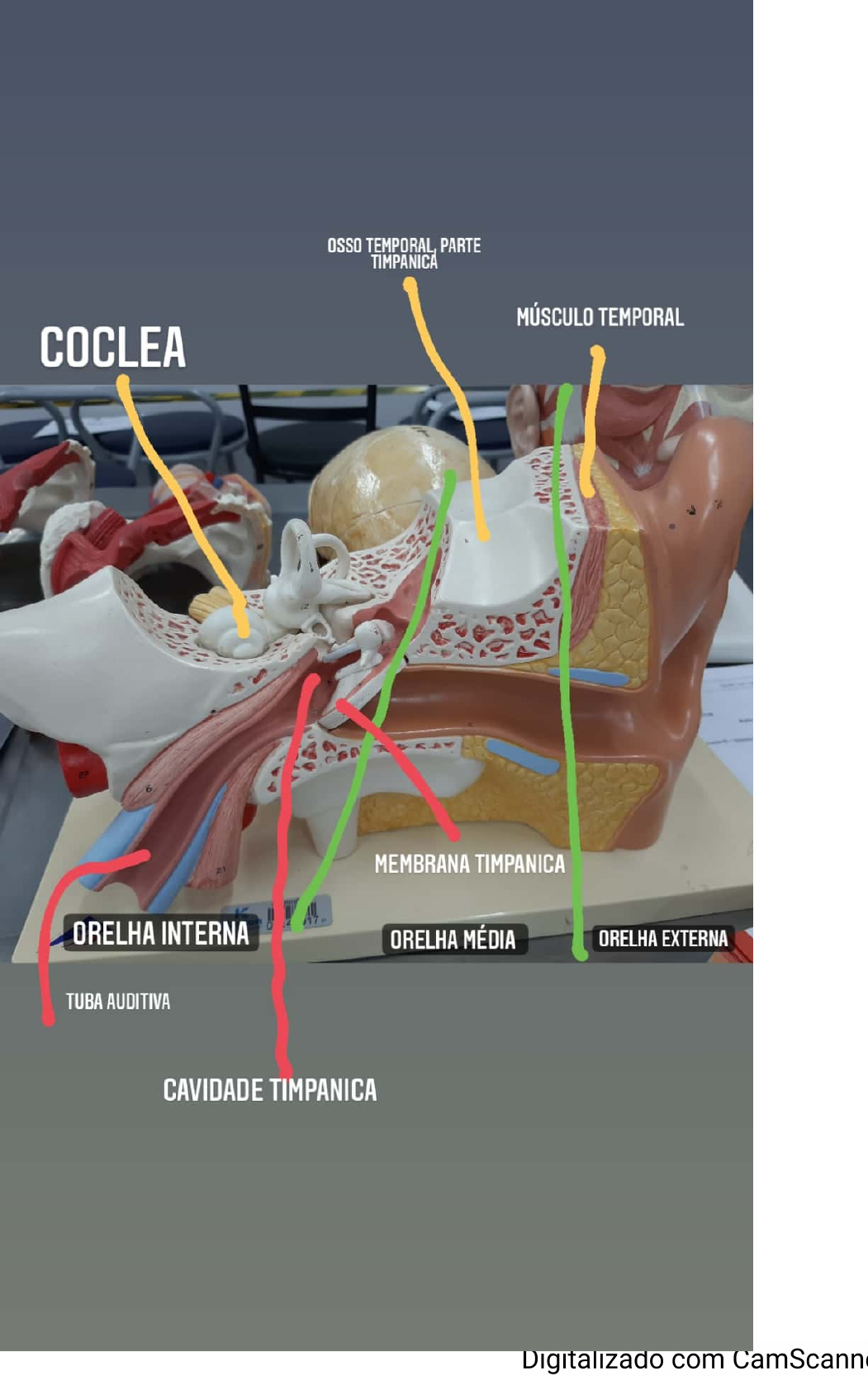 Anatomia da orelha na peça anatômica - Anatomia II