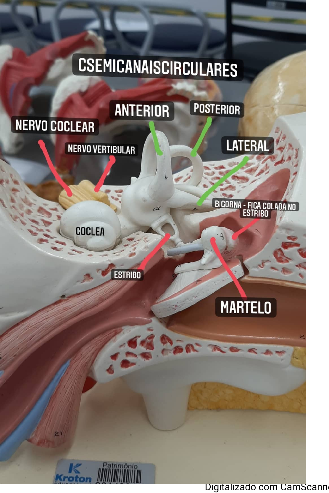 Anatomia Da Orelha Externa Posterior Ouvido – CEOL Otorrino