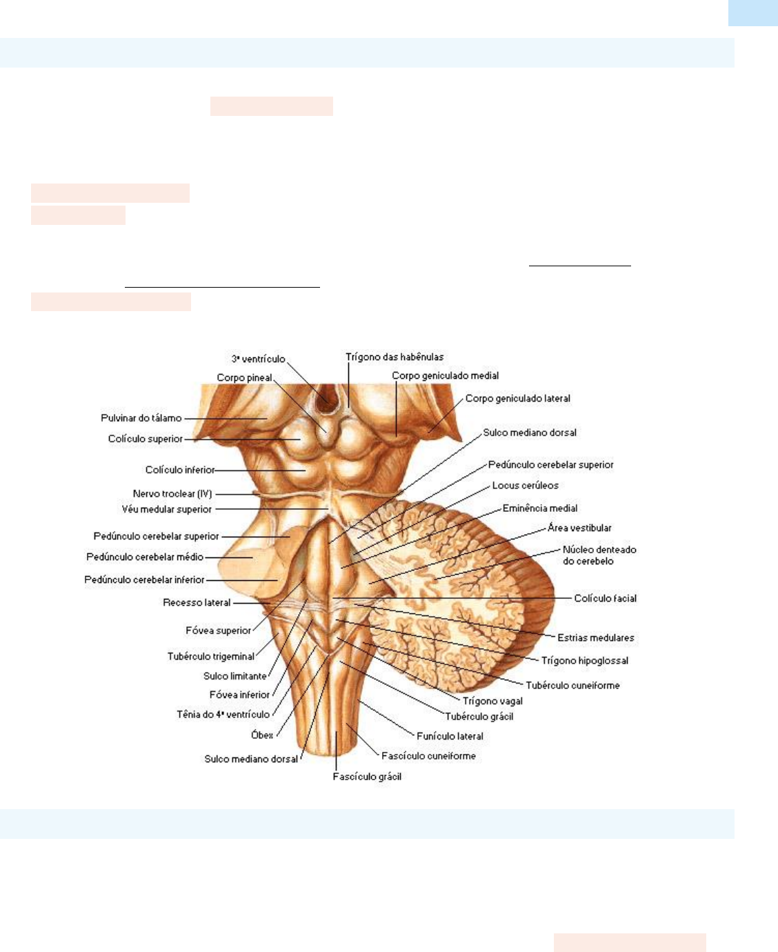 Rato Coliculo Inferior Introdução à Anatomia Humana 3D Biosphera