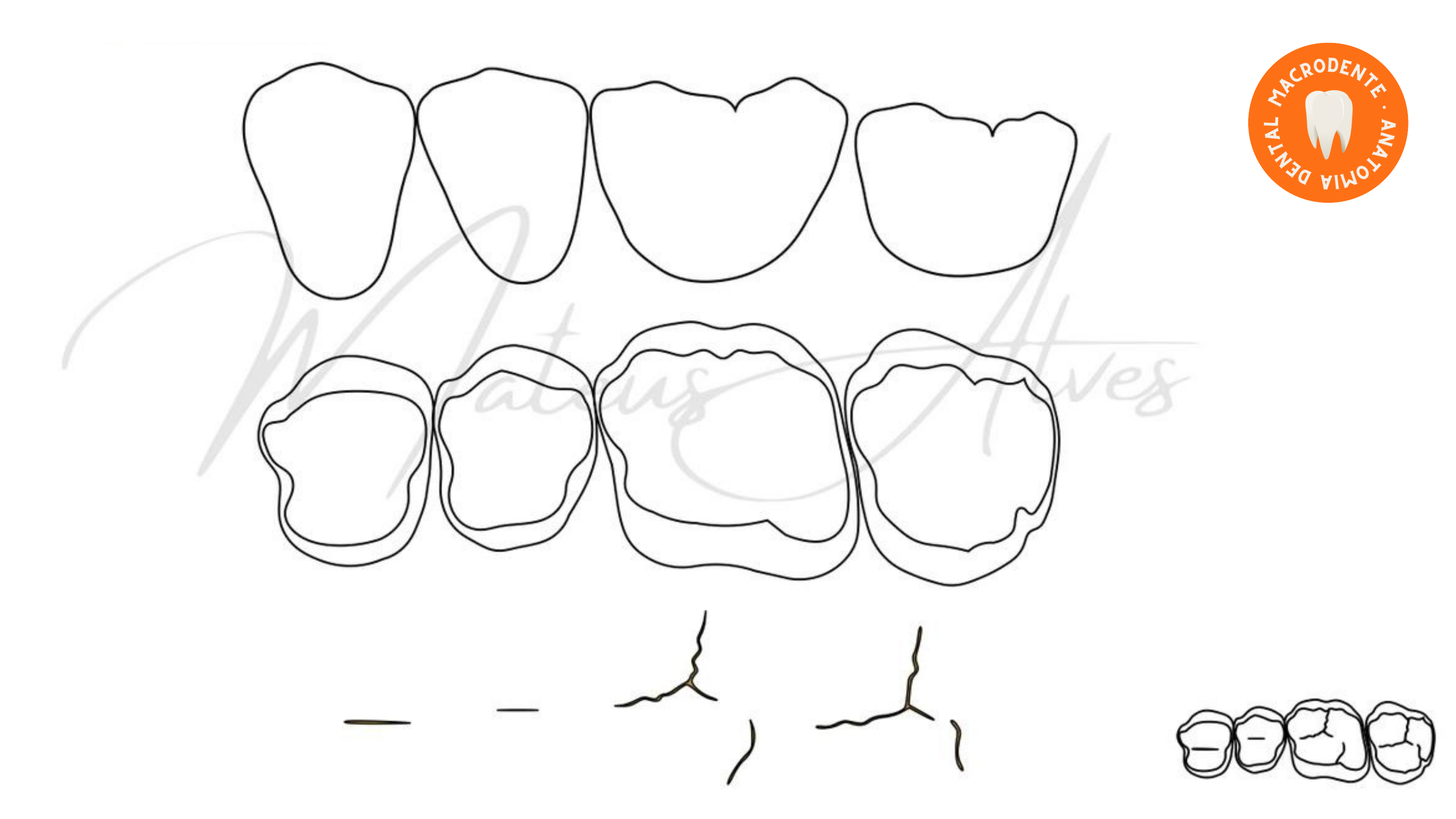 Desenho Escultura Dental Mentoria Anatomia I