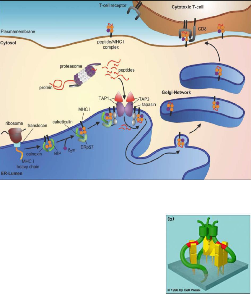 PROCESSAMENTO E APRESENTAÇÃO DE ANTÍGENOS - Imunologia