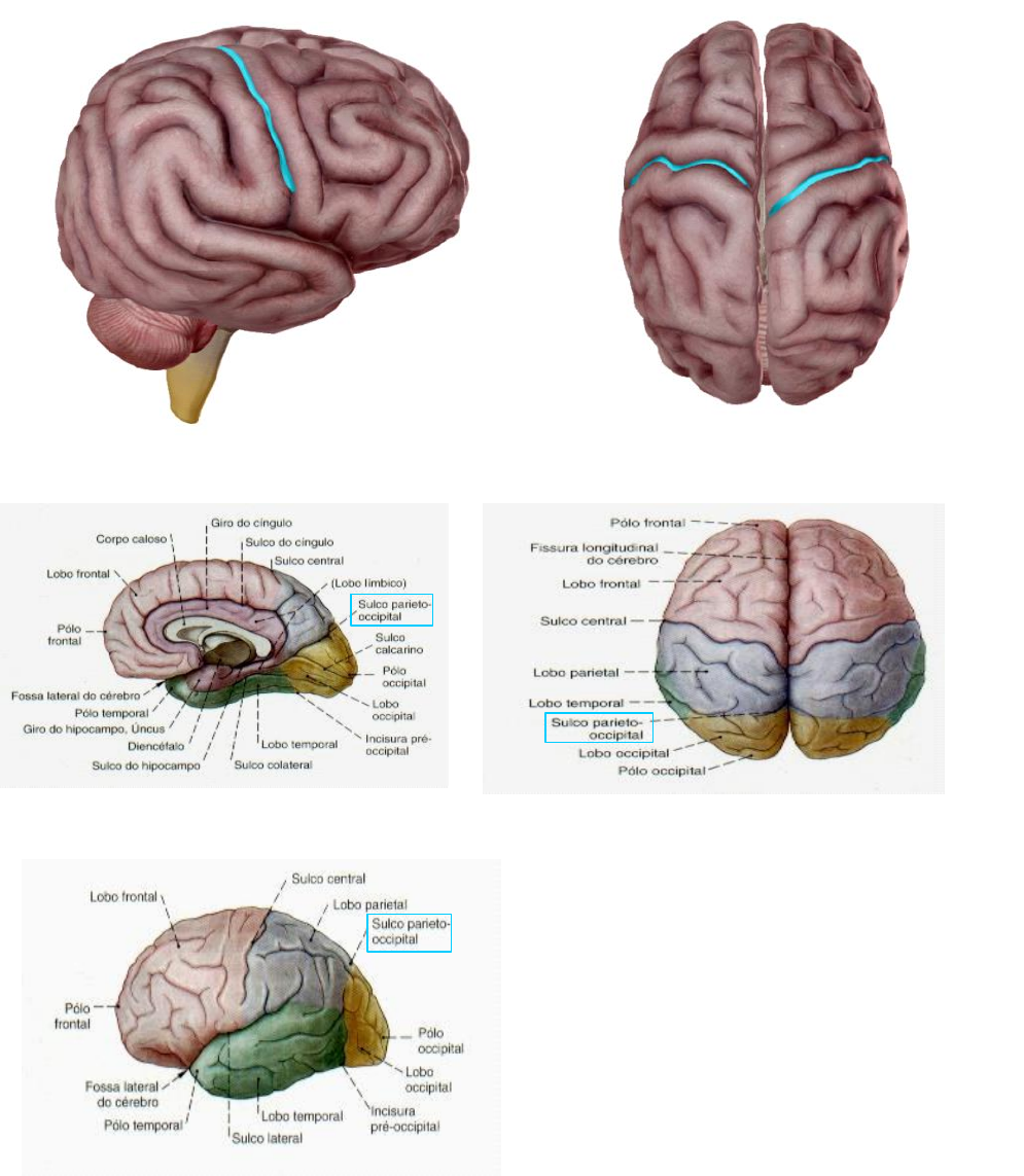 ANATOMIA DO TELENCÉFALO - Neuroanatomia
