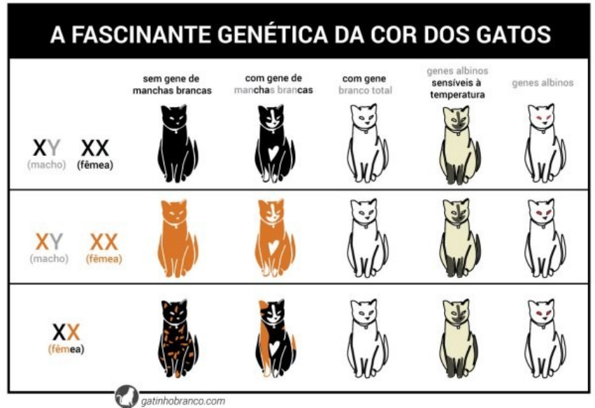 A COR DOS GATOS - Genética Animal