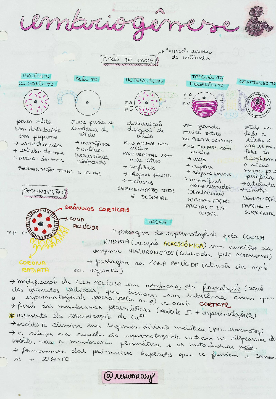 Embriogênese - Mapa Mental