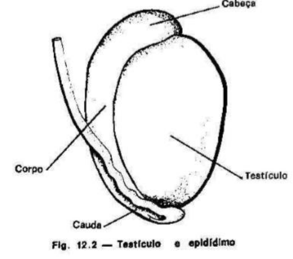 Resumo de anatomia- Reprodutor - Anatomia I