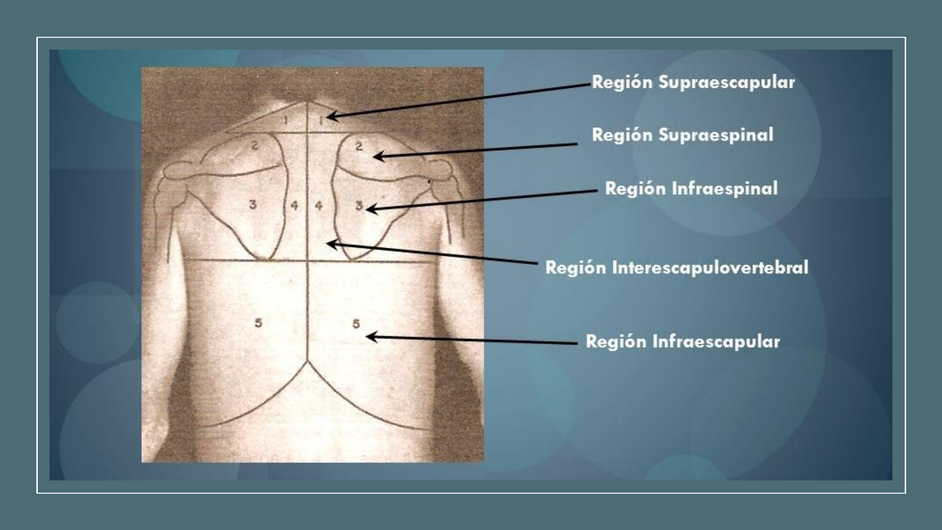 Aula 02 - Unid 1 - Ausculta pulmonar e cardíaca - Fisiologia Pulmonar