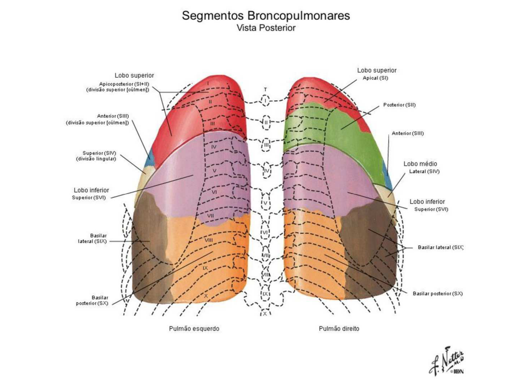 Segmentos Broncopulmonares