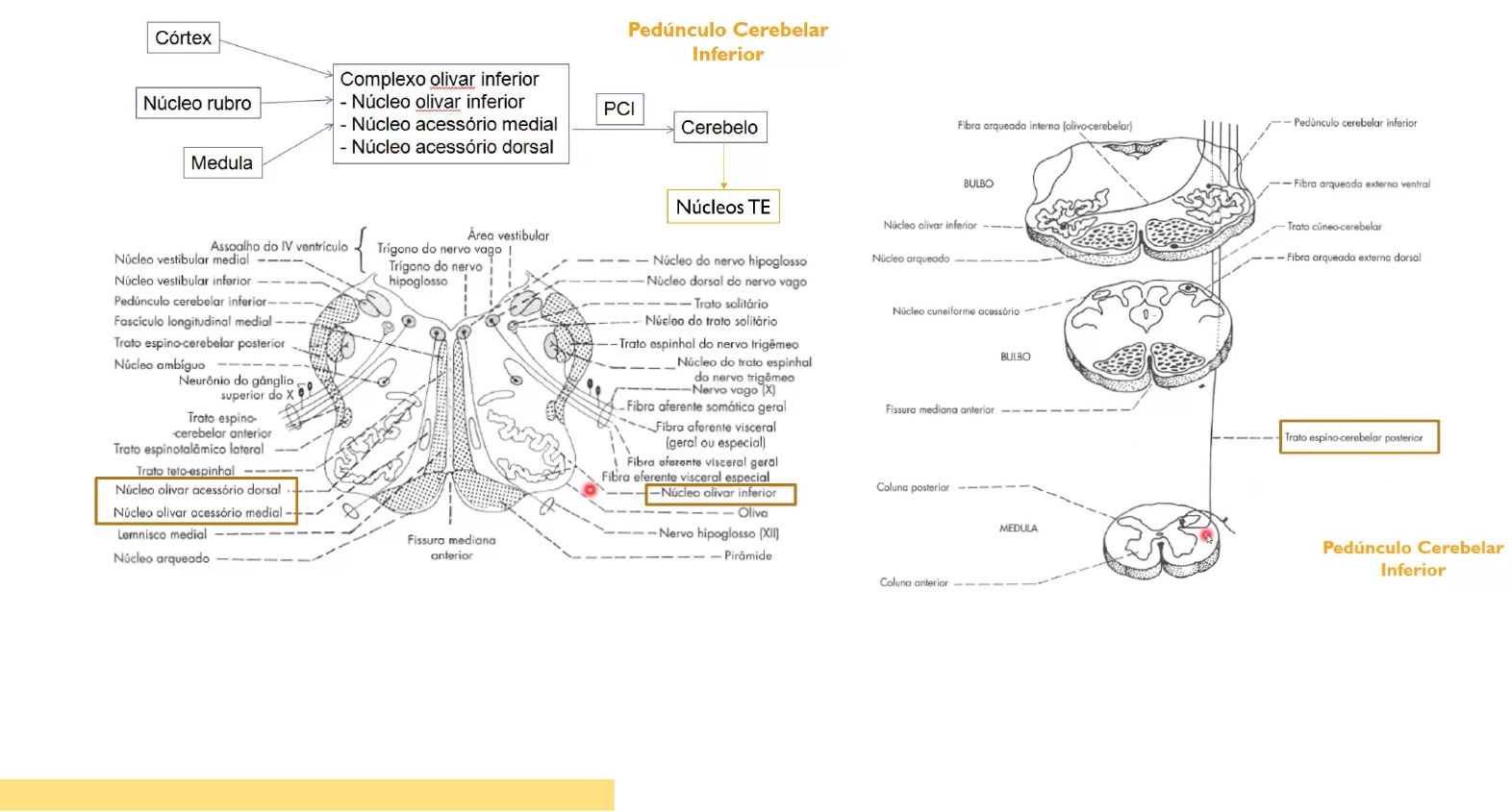 CEREBELO (RESUMO) - Neuroanatomia
