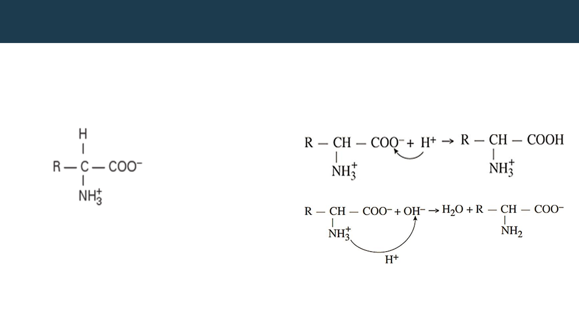 Slides - Material Complementar Bioquimica - Bioquímica I