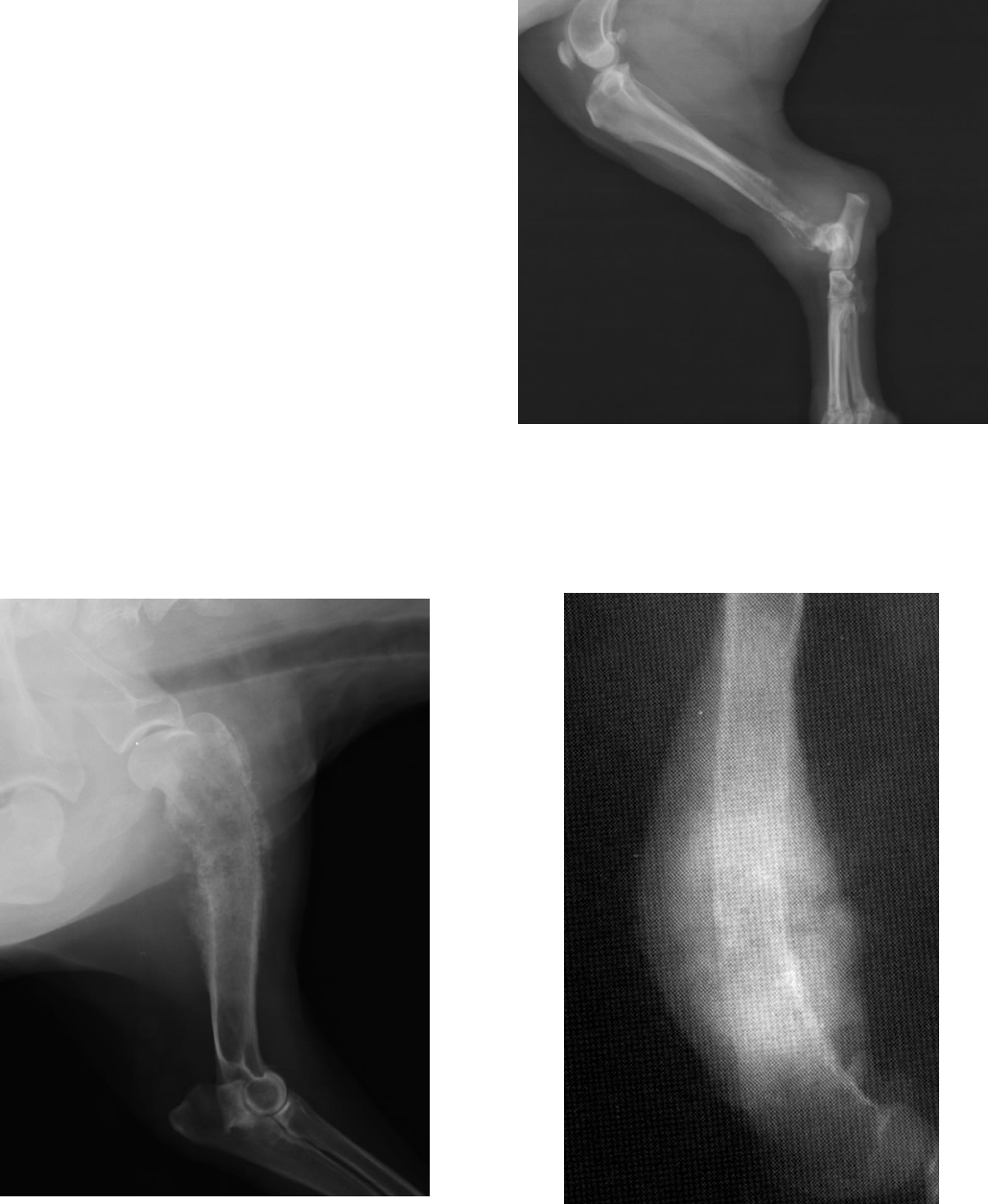 6 NEOPLASIA E OSTEOMIELITE - Diagnóstico por Imagem