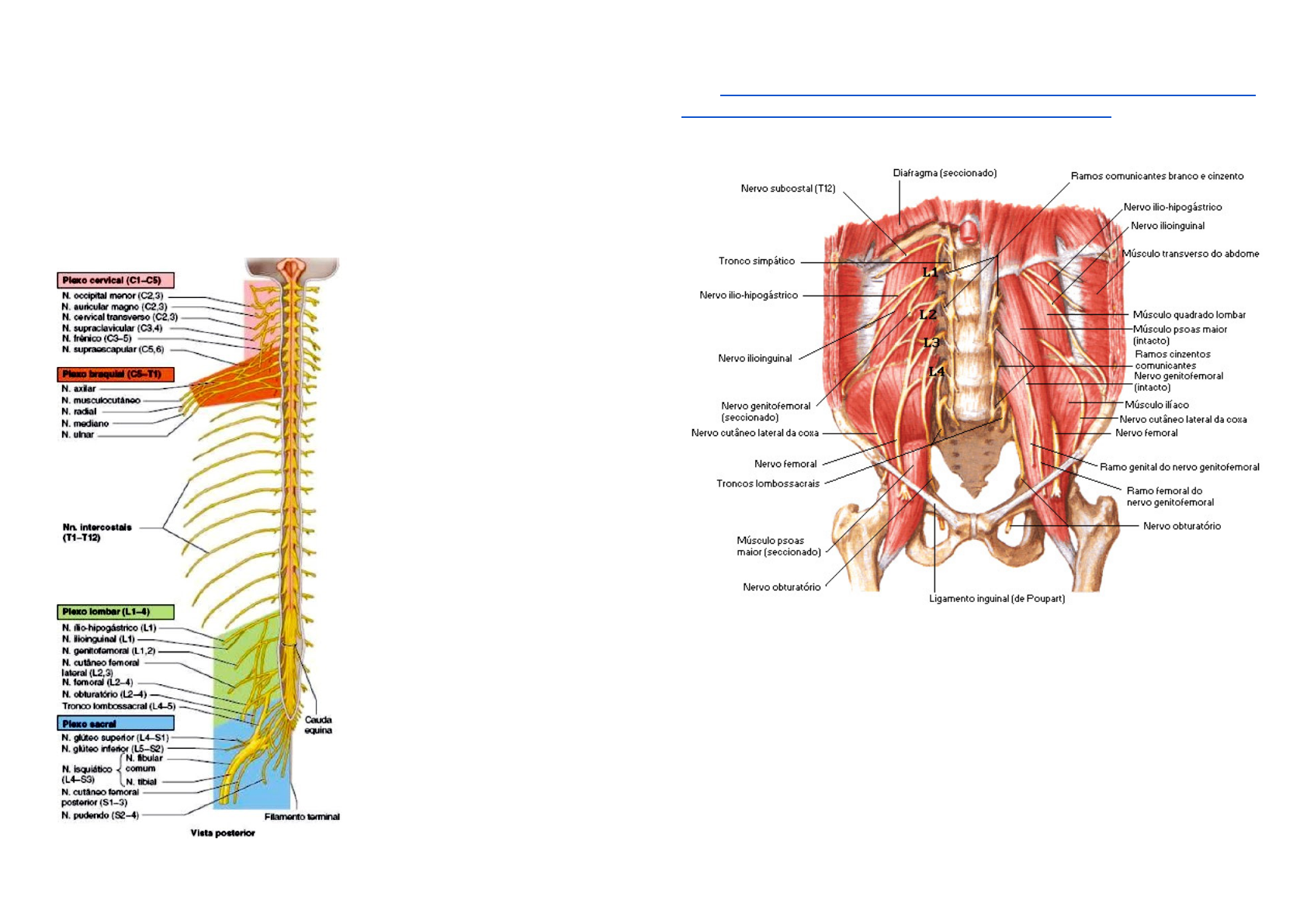 Anatomia Do Plexo Lombar