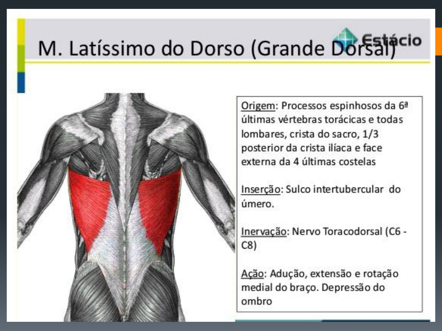 Músculos do dorso Tabela - Músculos do dorso: MÚSCULO ORIGEM INSERÇÃO ...