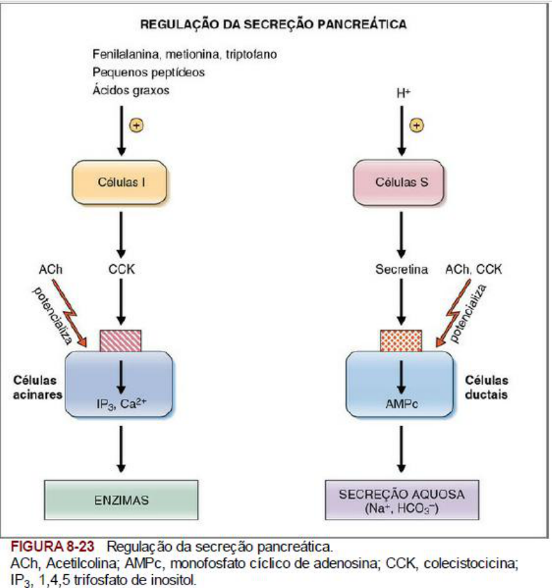 Regulação da Secreção Pancreática - Linda - Fisiologia I
