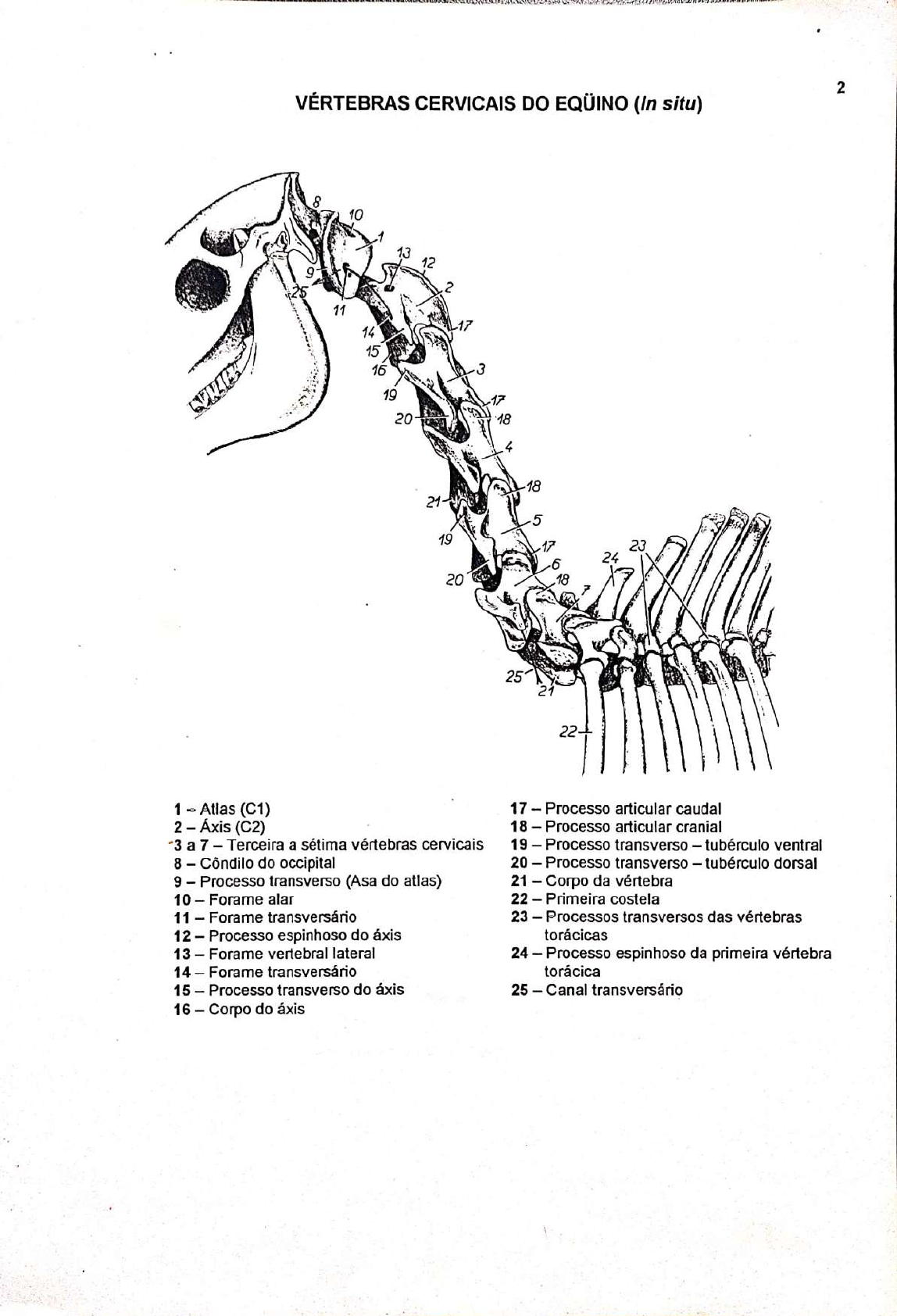 APOSTILA DE ANATOMIA VETERINÁRIA - UFPR - Anatomia Veterinária I