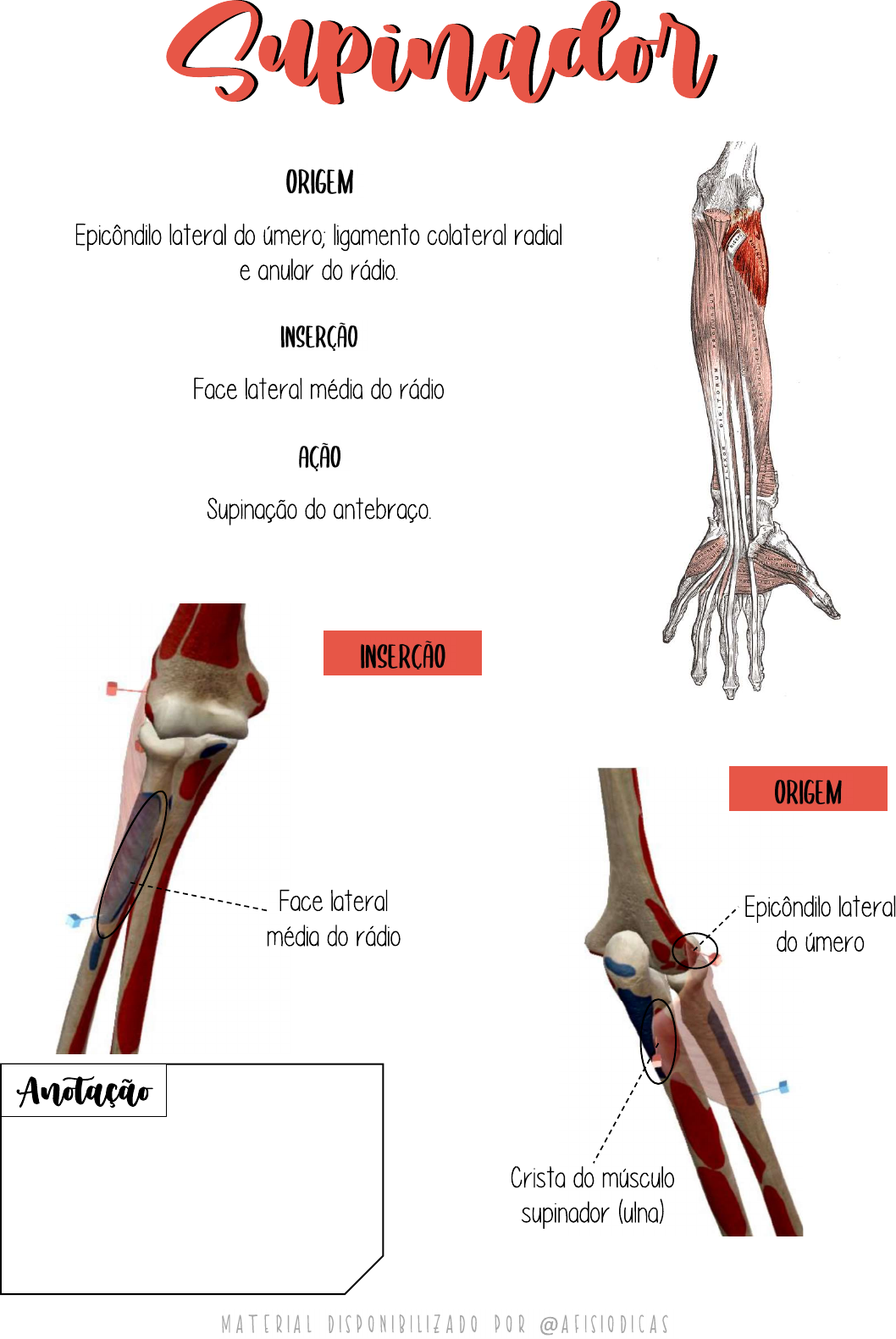 Supinador - Anatomia I